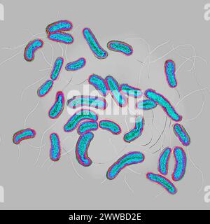 Cholera bacilli or cholera vibrio (Vibrio cholerae). Cholera is a ...