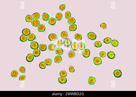 Staphylococci (Staphylococcus pyogenes aureus), bacteria responsible ...