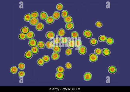 Staphylococci (Staphylococcus pyogenes aureus), bacteria responsible ...