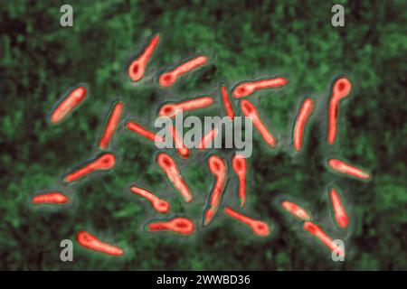 Clostridium tetani (or Nicolaïer's bacillus) is the bacteria ...