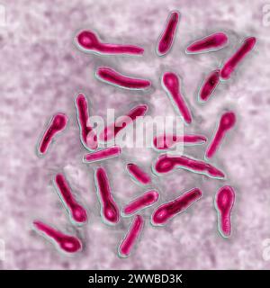 Clostridium tetani (or Nicolaïer's bacillus) is the bacteria ...