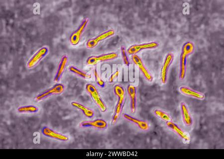 Clostridium tetani (or Nicolaïer's bacillus) is the bacteria ...