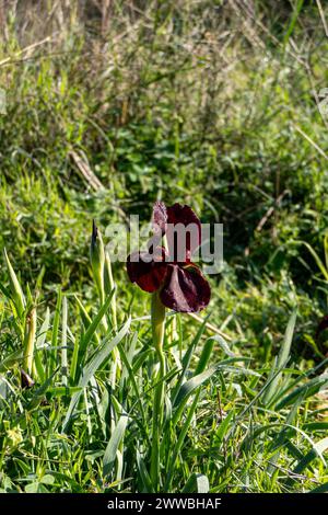 Iris Argaman dark purple Iris flowers close-up Stock Photo - Alamy