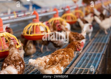 Chickens eating from hanging feeders in poultry farm Stock Photo - Alamy
