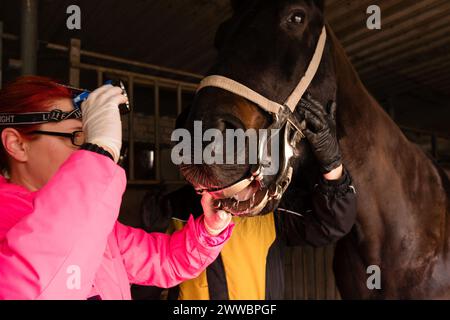 Equine dental examination with speculum. Simple yawner for horses ...