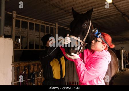 Equine dental examination with speculum. Simple yawner for horses ...