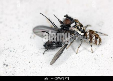 A jumping spider (Salticus scenicus) with a hunted fly on the ...