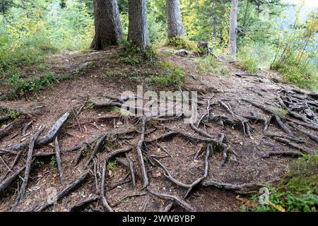 Tree Roots, Conifers Stock Photo - Alamy