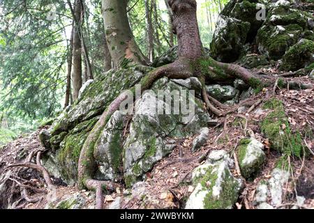 Tree Roots, Conifers Stock Photo - Alamy