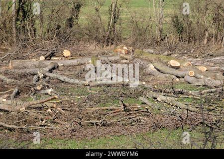 Pruned Deciduous Trees Stock Photo - Alamy