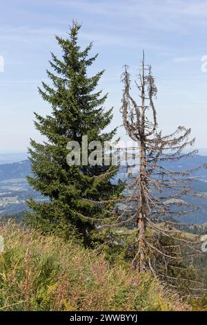 Tote Nadelbäume *** Dead conifers Stock Photo - Alamy