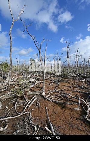 Expanse of dead mangrove trees in Everglades National Park, Florida ...