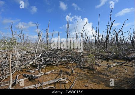 Expanse of dead mangrove trees in Everglades National Park, Florida ...