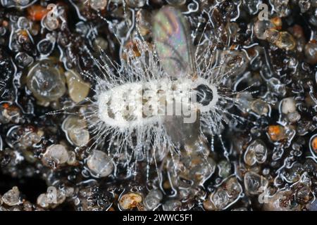 Fungus gnat flie (Sciaridae) infested by entomopathogenic fungi ...