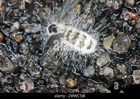 Fungus gnat flie (Sciaridae) infested by entomopathogenic fungi ...
