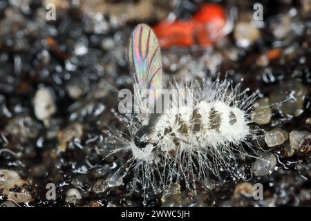 Fungus gnat flie (Sciaridae) infested by entomopathogenic fungi ...