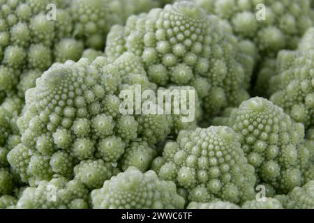 macro of a biological example of Fibonacci spirals and fractals in ...