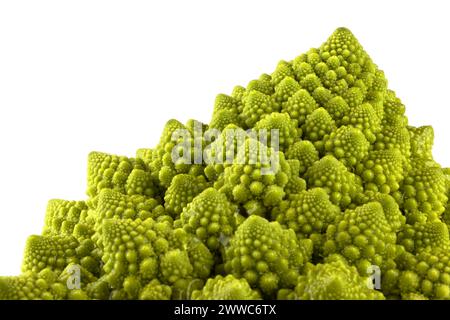 a biological example of Fibonacci spirals and fractals in nature using ...