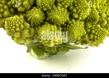 a biological example of Fibonacci spirals and fractals in nature using ...