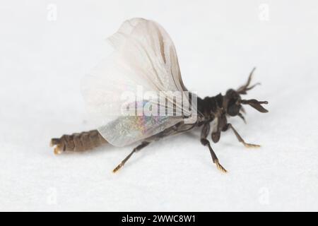 Male of Stylops. Strepsiptera, this is a mysterious order of insects ...