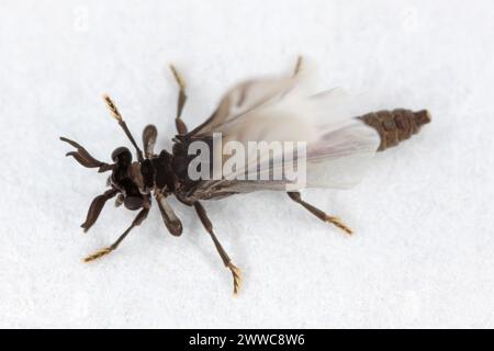 Male of Stylops. Strepsiptera, this is a mysterious order of insects ...