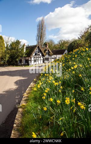 The White Lion a17th century black and white half timbered thatched ...