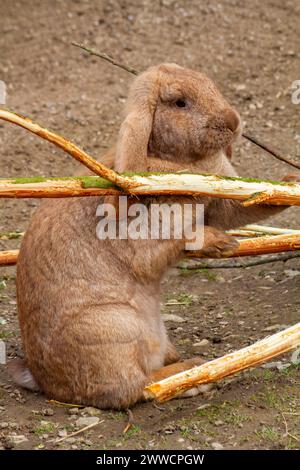 Ornamental and dwarf rabbits. Dwarf Sheep Stock Photo - Alamy