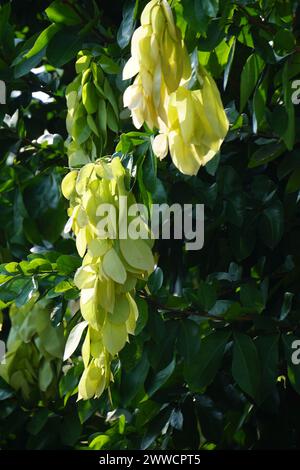 Maniltoa lenticellata (Silk handkerchief tree, cascading bean, bunga ...