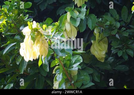 Maniltoa lenticellata (Silk handkerchief tree, cascading bean, bunga ...