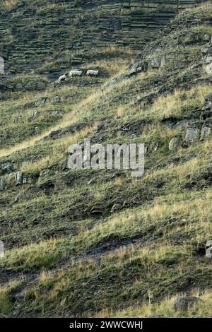 21/09/13 Baa-rmy sheep climb up the sheer face of Mam Tor high above ...