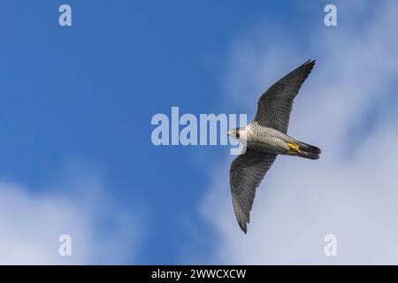 Peregrine Falcon overhead Stock Photo - Alamy