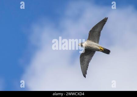 Peregrine Falcon overhead Stock Photo - Alamy