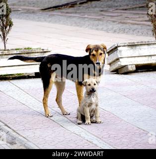 Stray dogs on street makes Stock Photo - Alamy