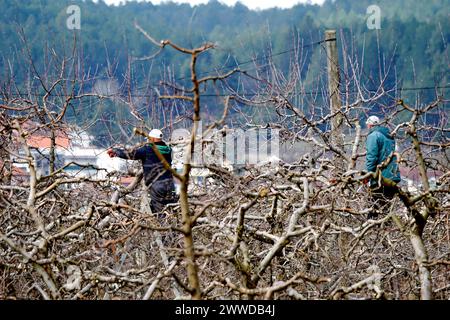 Winter pruning of apple tree agriculture concept .two pruners with ...