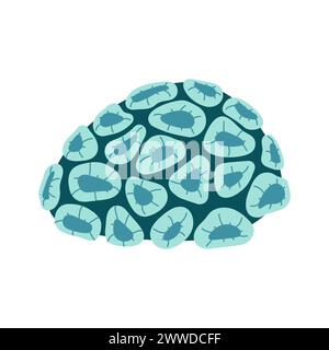 Sun Corals, sun polyps. Corals colonies. Tropical waters fauna. Hand ...