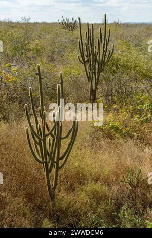 Landscape of caatinga biome, with its typical plants Stock Photo - Alamy