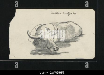 Description: Water buffalo. Location: Borneo asia, malaysia, borneo ...