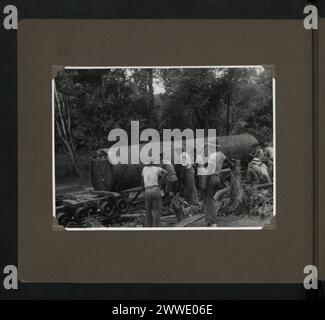 Description: Hand Logging. Loading a log on to a sled (Kuda-Kuda ...