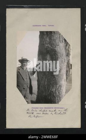 Description: The Leichhardt tree, Taroom. Coolibar (Eucalyptus ...