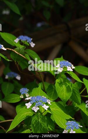 Hydrangea flower in the corner with background bokeh Stock Photo - Alamy