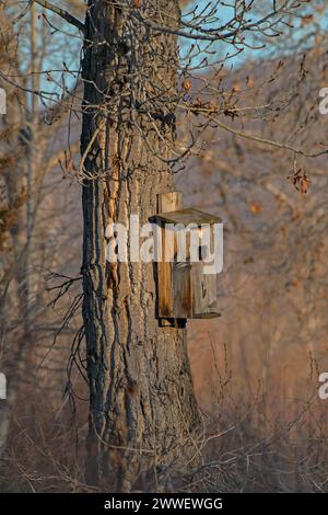 Wood Duck on a nest box Santee Lakes Santee Lakes Recreation Preserve ...