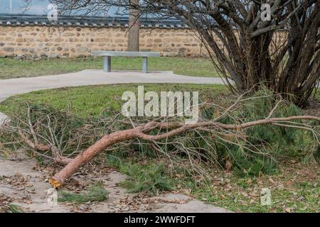 tree branch fallen on a path Stock Photo - Alamy