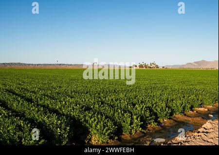 Farm fields outside of Yuma Arizona, USA Stock Photo - Alamy