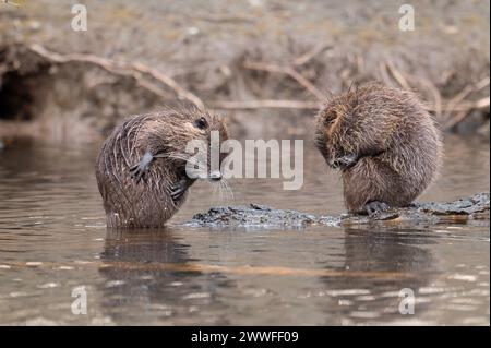 Two nutria (Myocastor coypus), wet, standing on a branch lying in the ...
