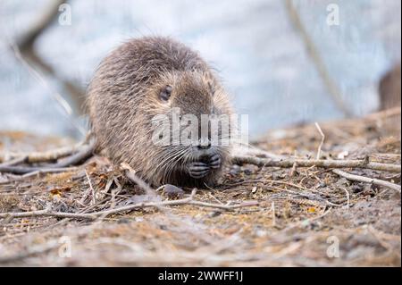 Nutria (Myocastor coypus), holding something in its paws, eating ...