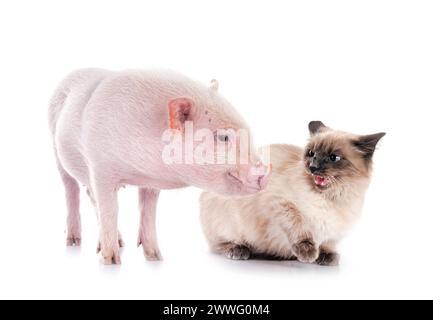 pink miniature pig and siamese cat in front of white background Stock ...