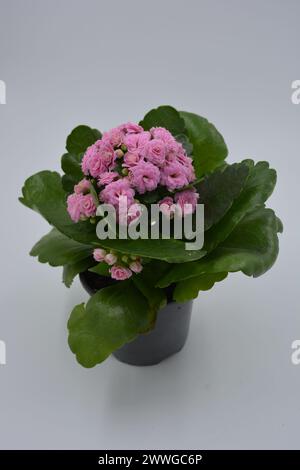 Closeup Fresh Real Pink Carnation Flower Stock Photo - Alamy