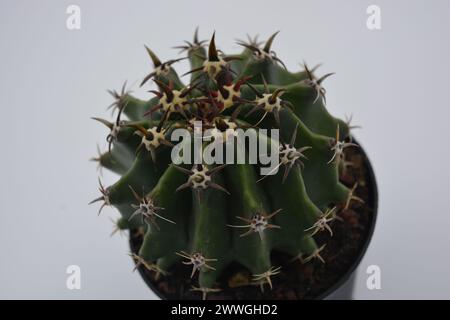 Houseplants, a large and wide green cactus with long spines. An ...