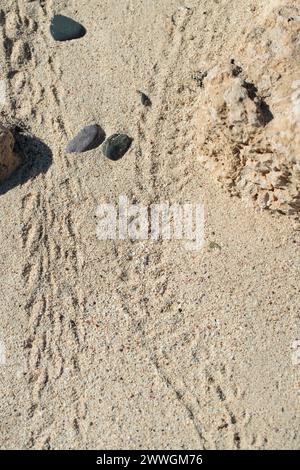 HERMIT CRAB TRACKS IN SAND, BARN HILL, WESTERN AUSTRALIA, AUSTRALIA ...