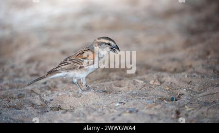 Great sparrow ( passer motitensis ) Kgalagadi transfrontier park, South ...